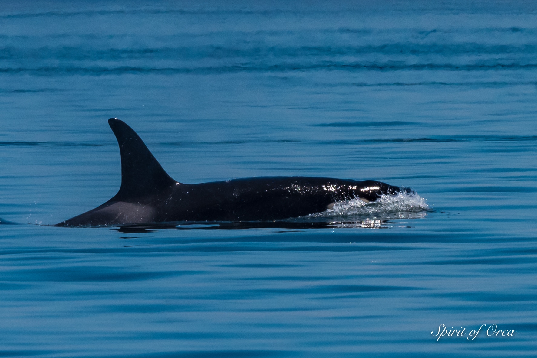 J Pod and T65A's - Spirit of Orca
