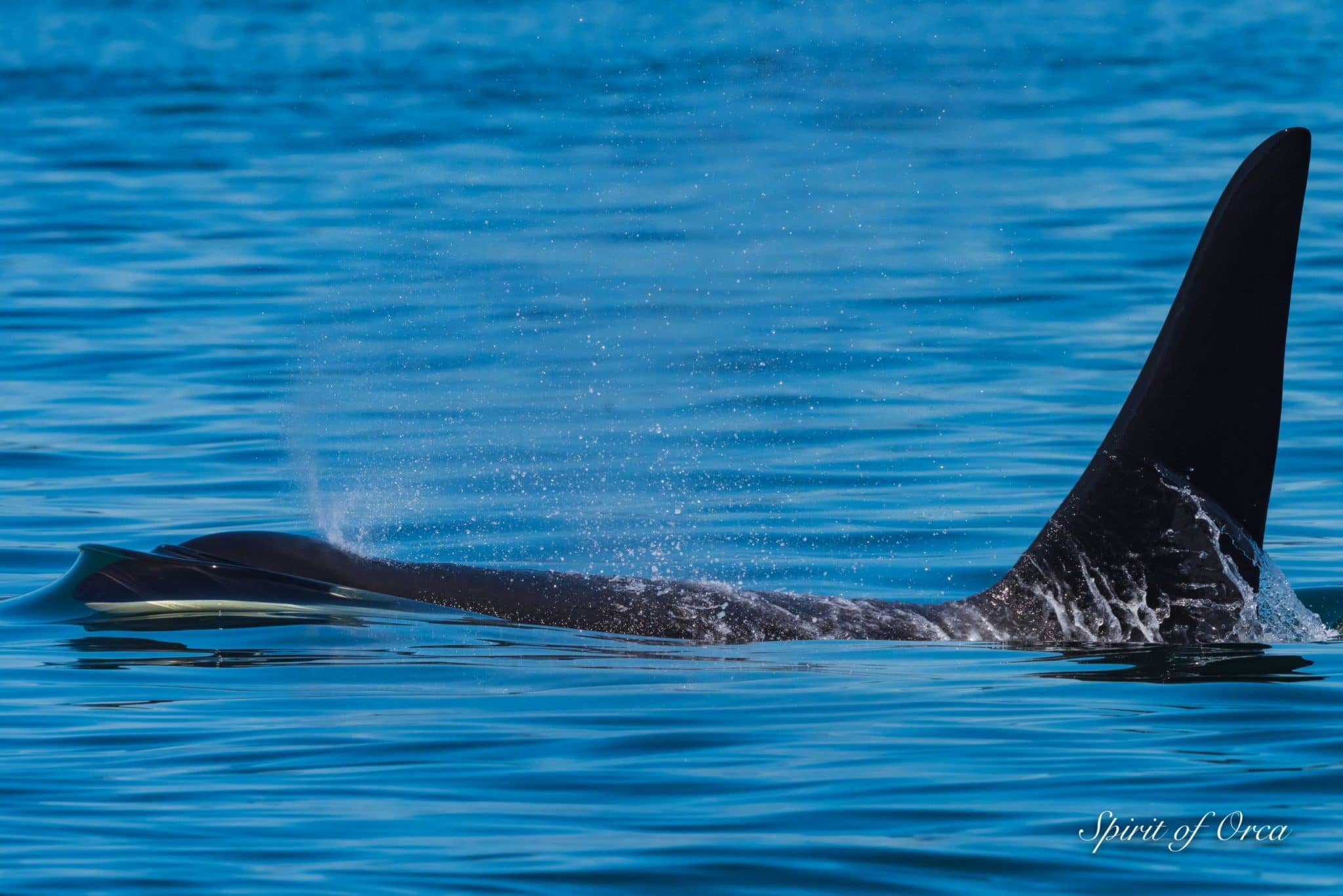 J Pod and T65A's - Spirit of Orca