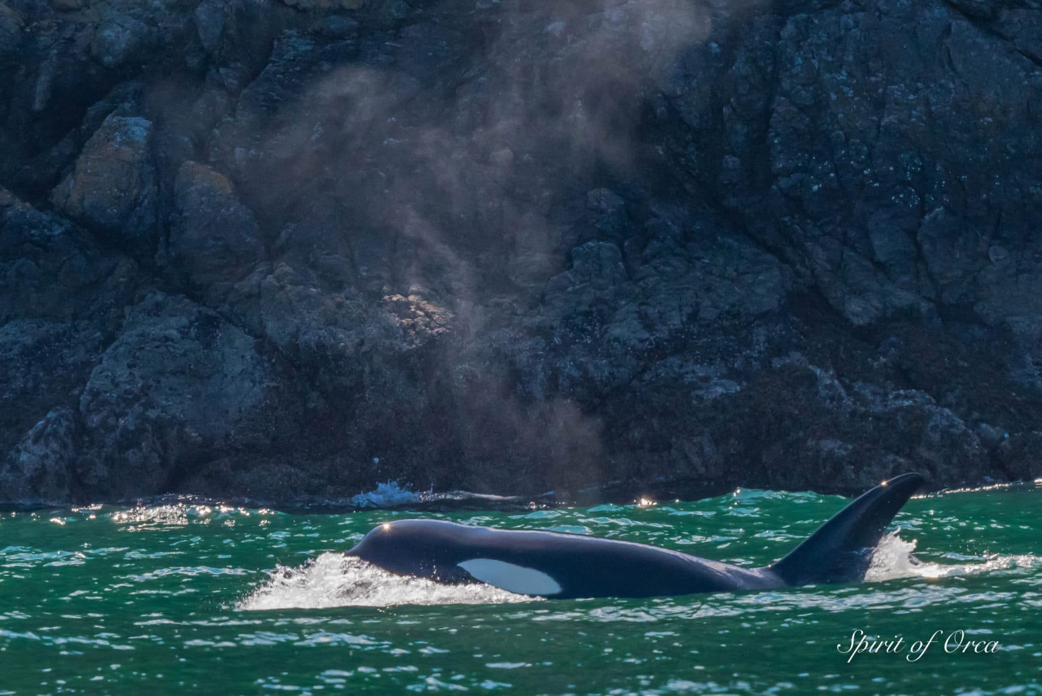 J Pod and T65A's - Spirit of Orca