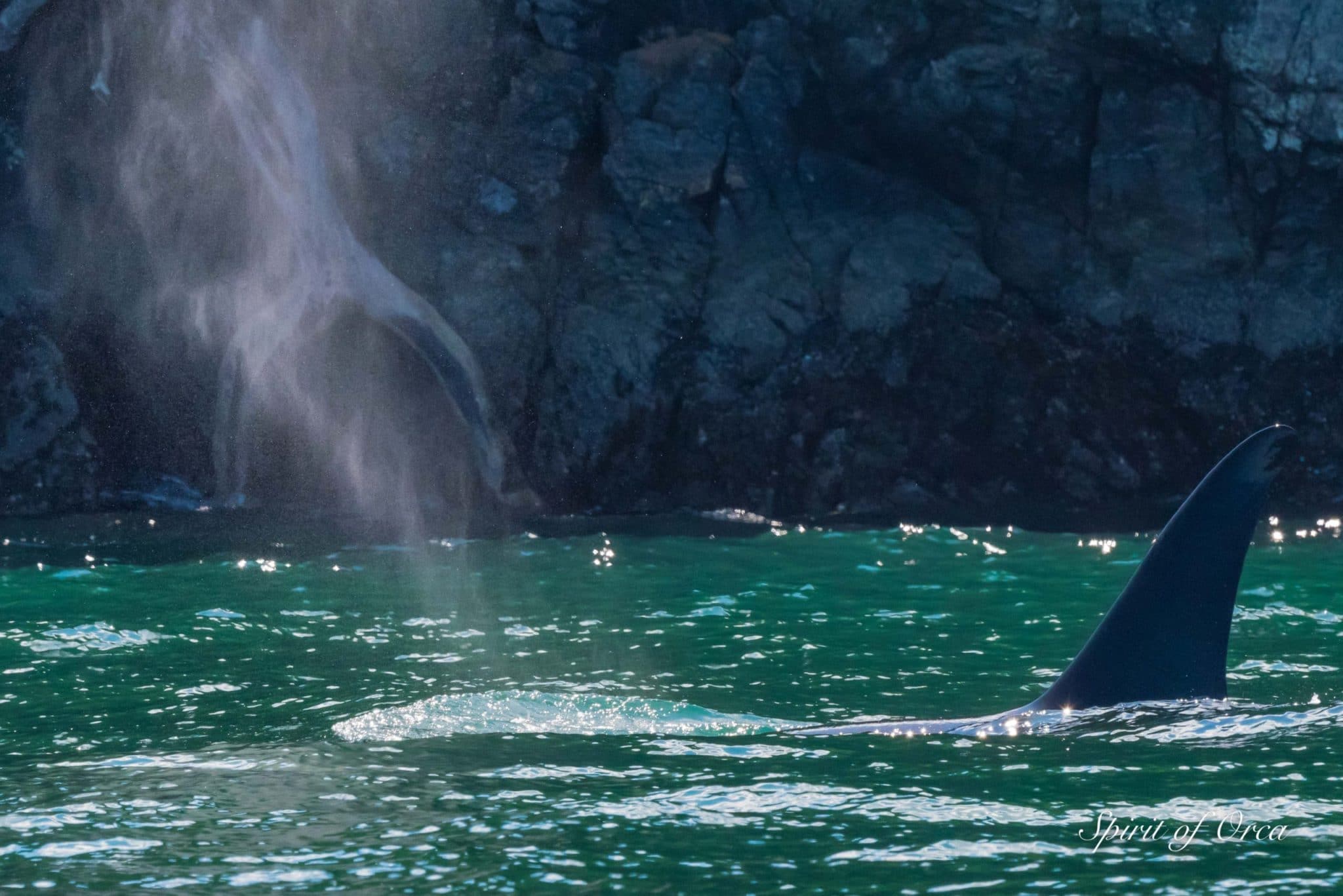 J Pod and T65A's - Spirit of Orca