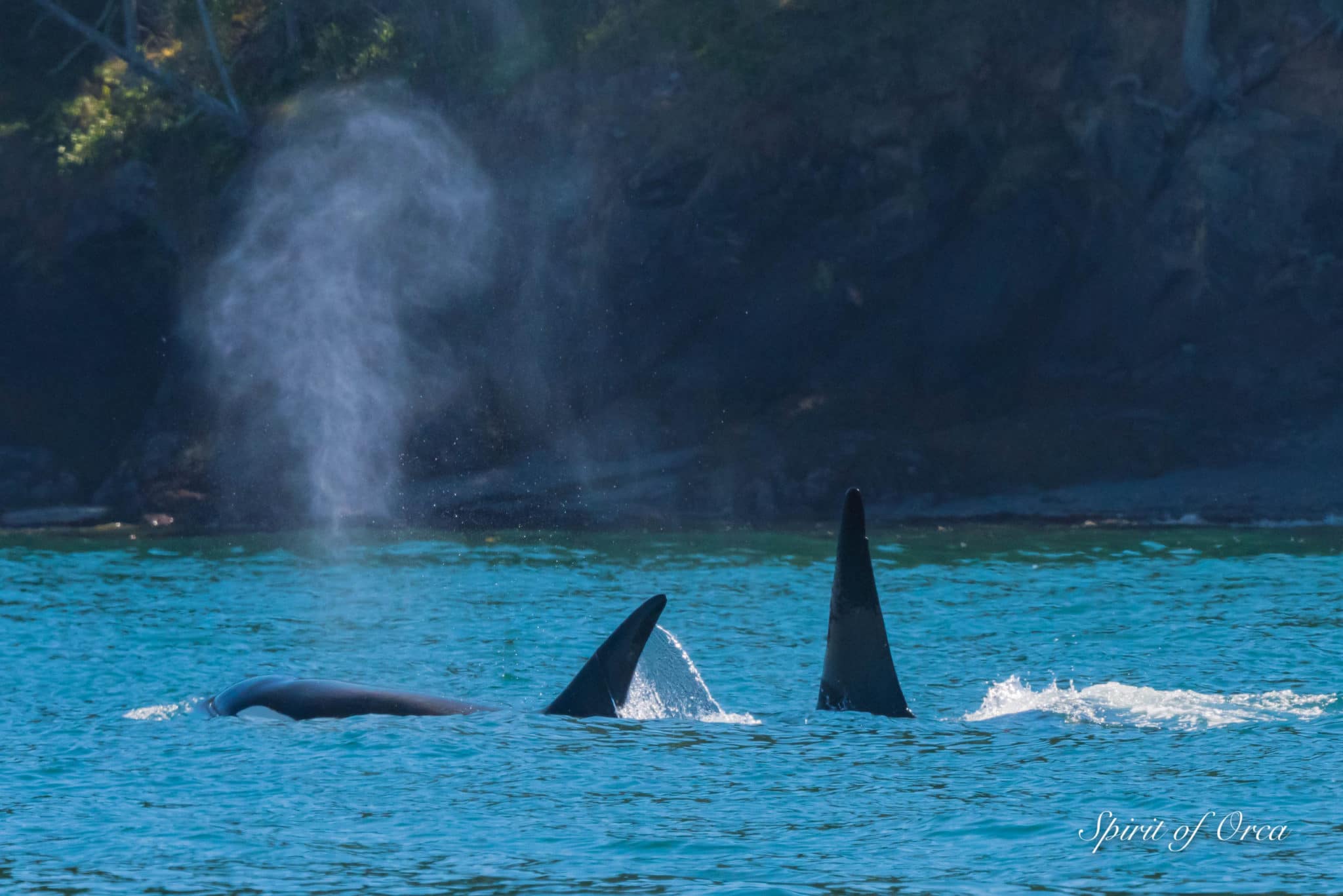 J Pod and T65A's - Spirit of Orca