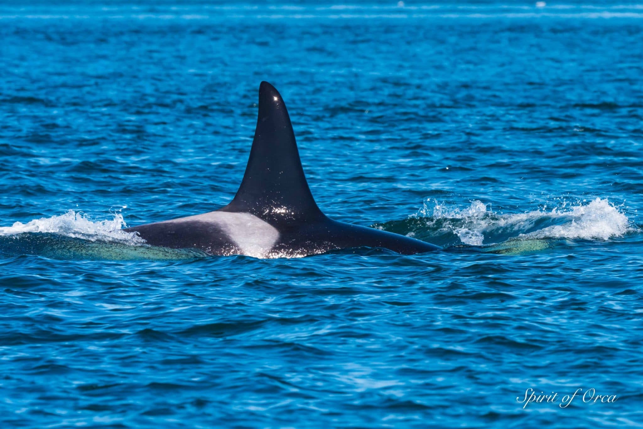 J Pod and T65A's - Spirit of Orca