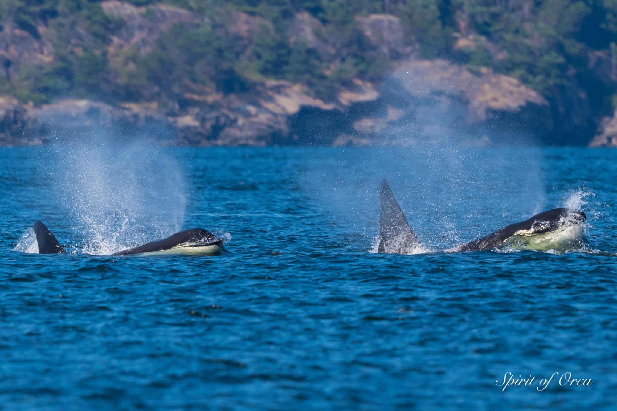 Kelping Killer Whales - four pods today- Spirit of Orca