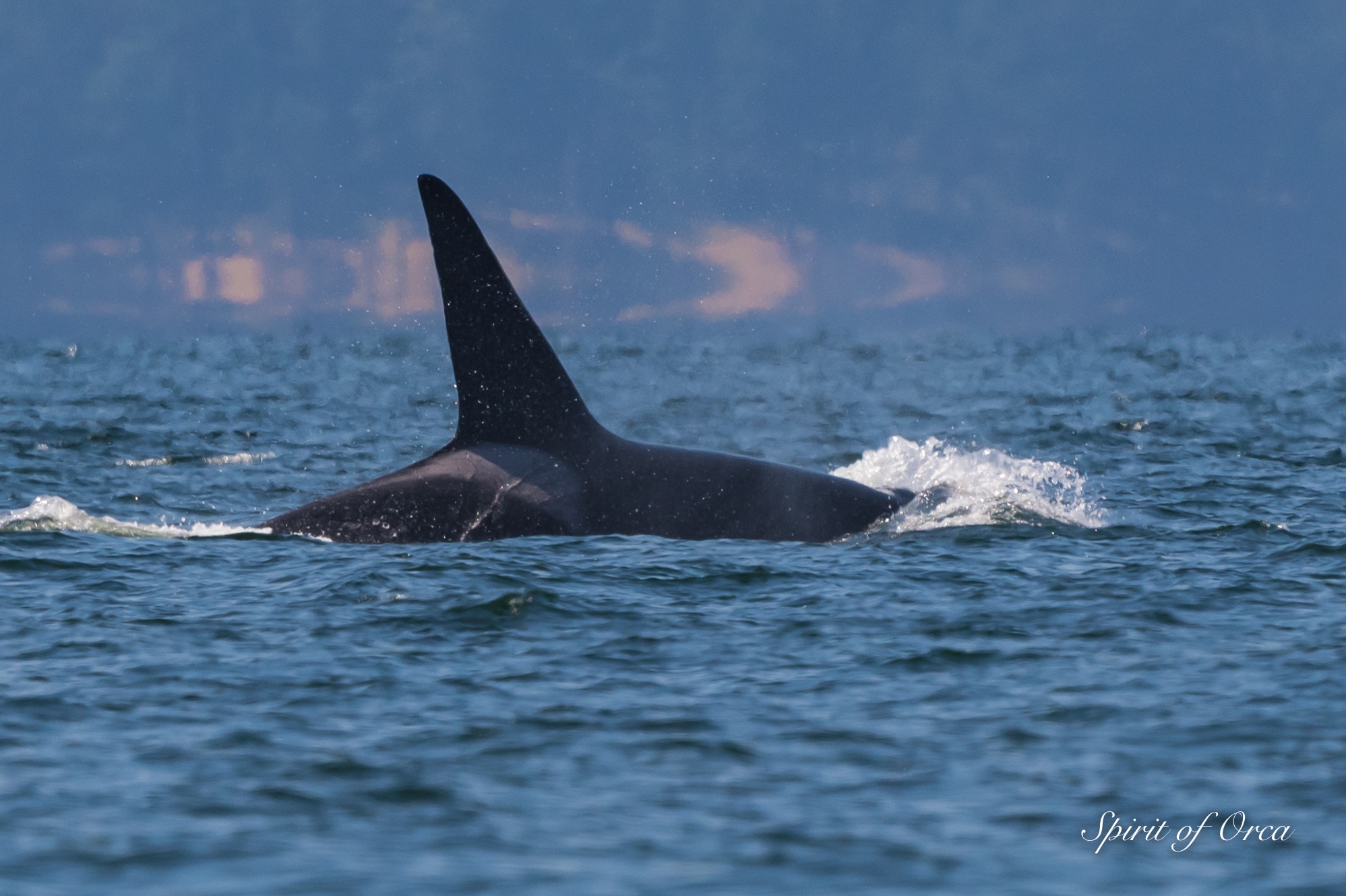 Kelping Killer Whales - four pods today- Spirit of Orca