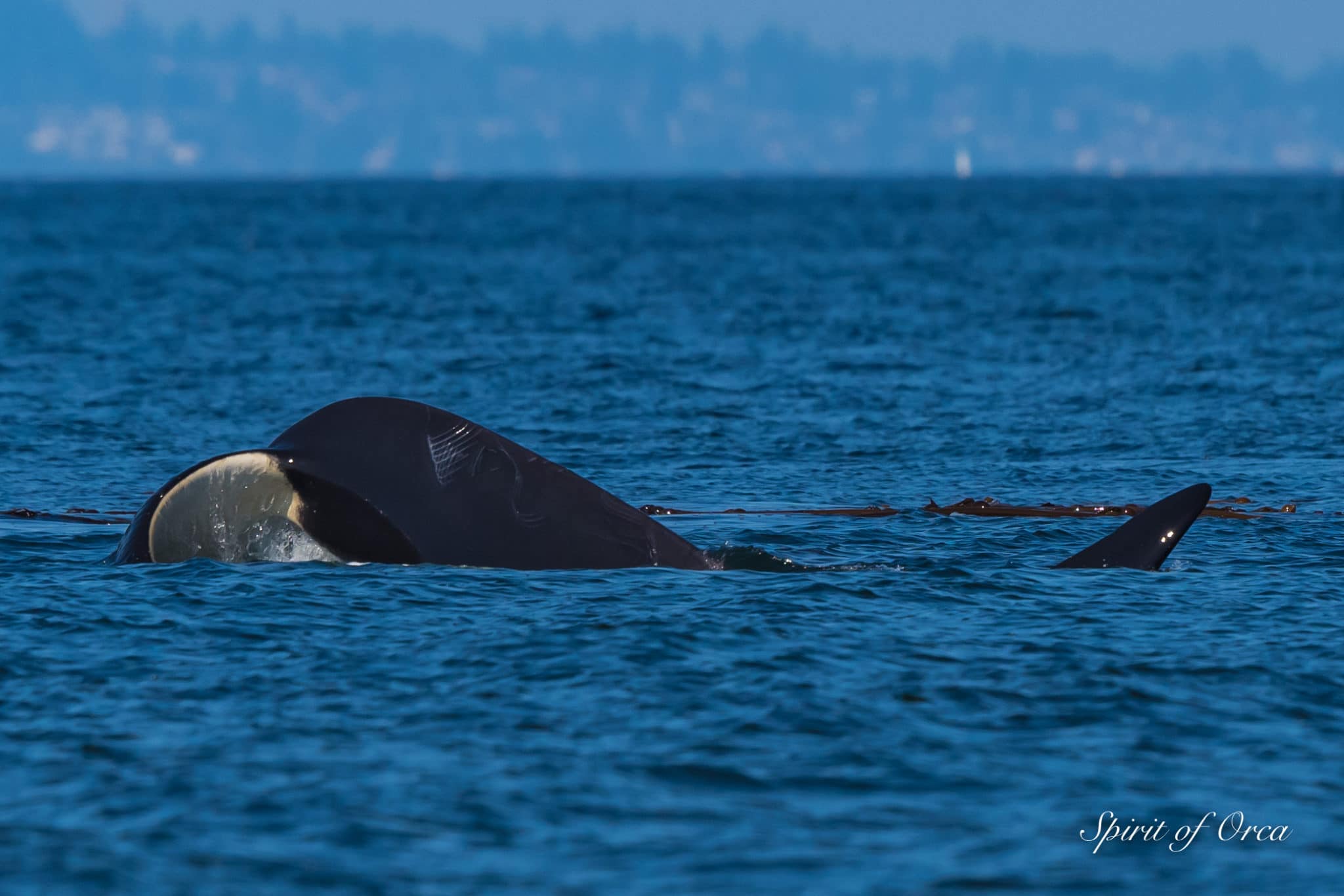 Kelping Killer Whales - four pods today- Spirit of Orca