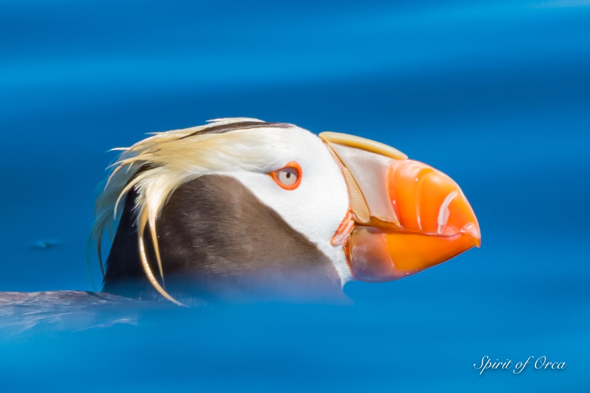 Orcas on Birding Tour - Tufted & Horned Puffin - Spirit of Orca