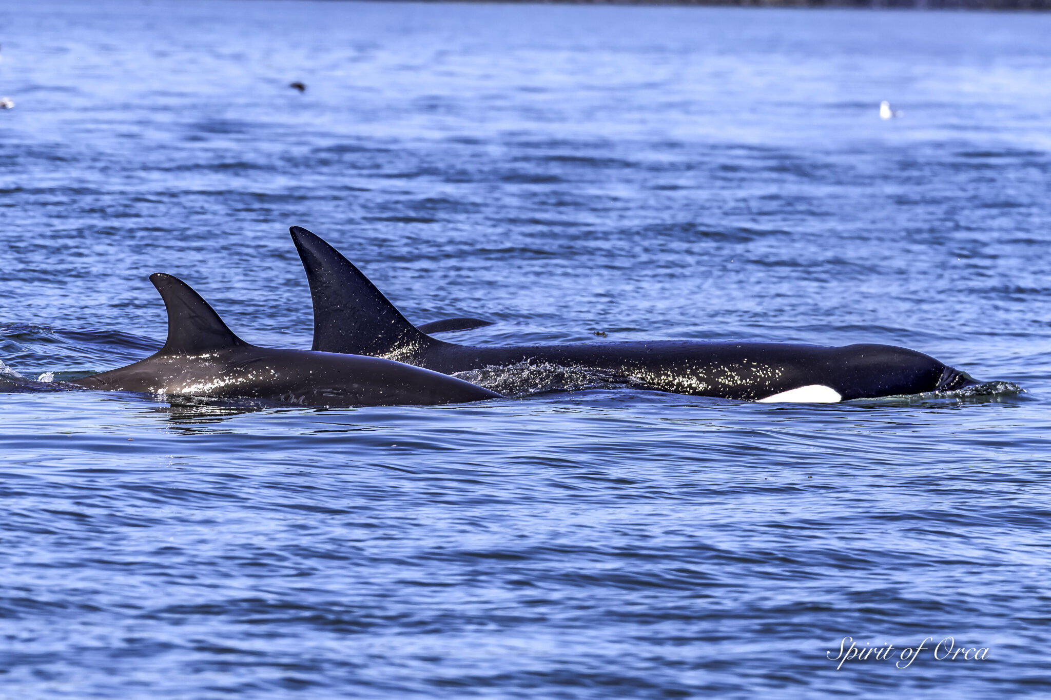 J Pod, Humpback and Bigg's Killer Whales - Spirit of Orca